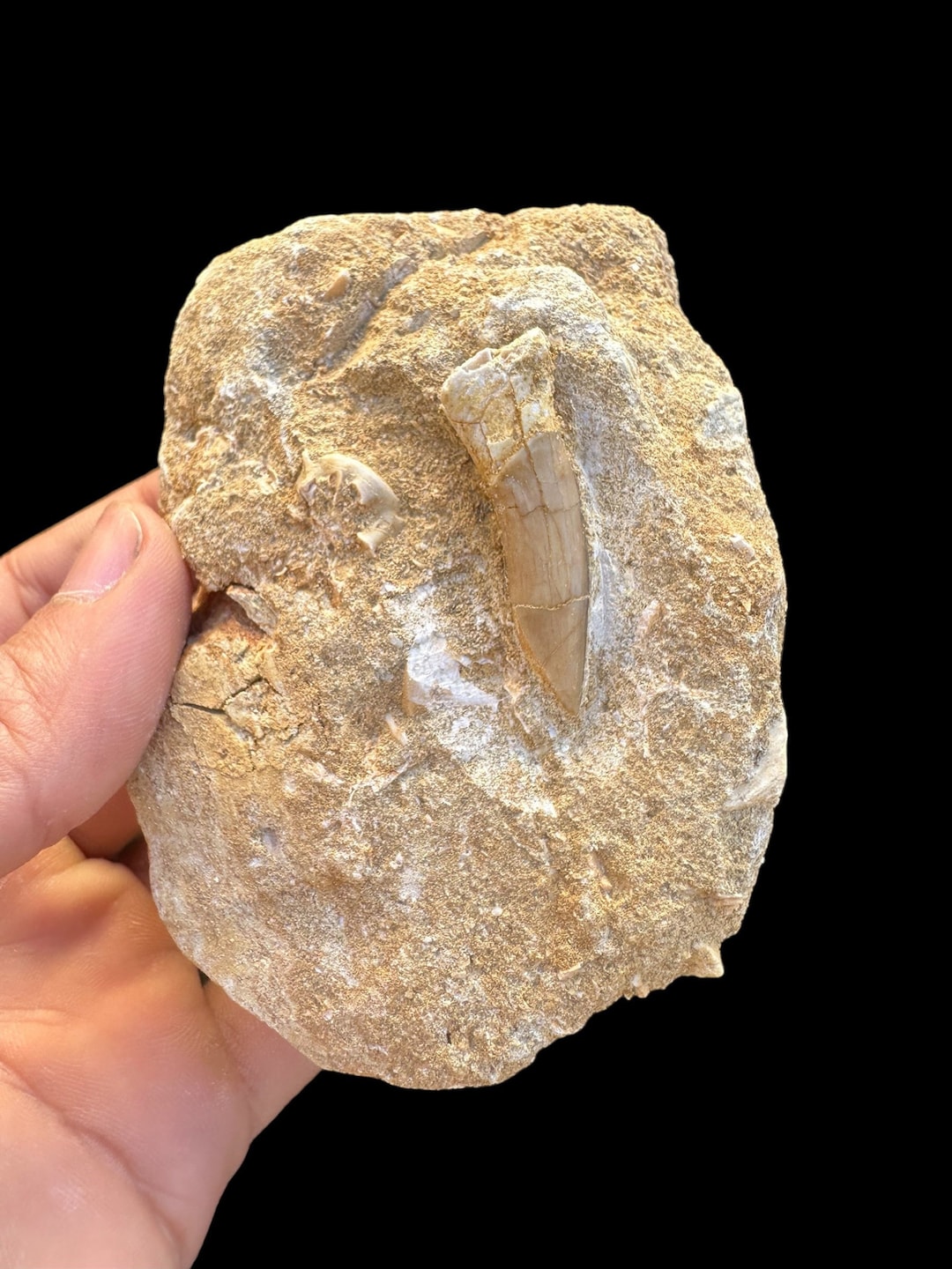 Ancient Sawfish Tooth Fossil in Moroccan - Unique Item- Exceptional ...