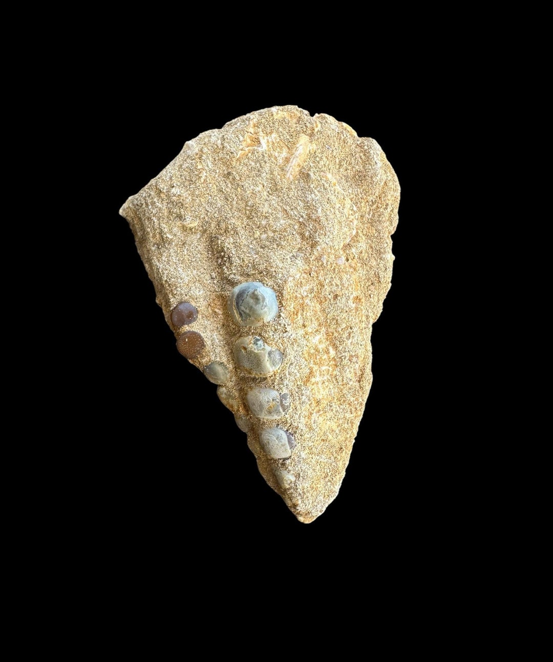 Awesome Pycnodus Sp. Fossil Fish Mouthplate - Cretaceous Fish Fossil ...