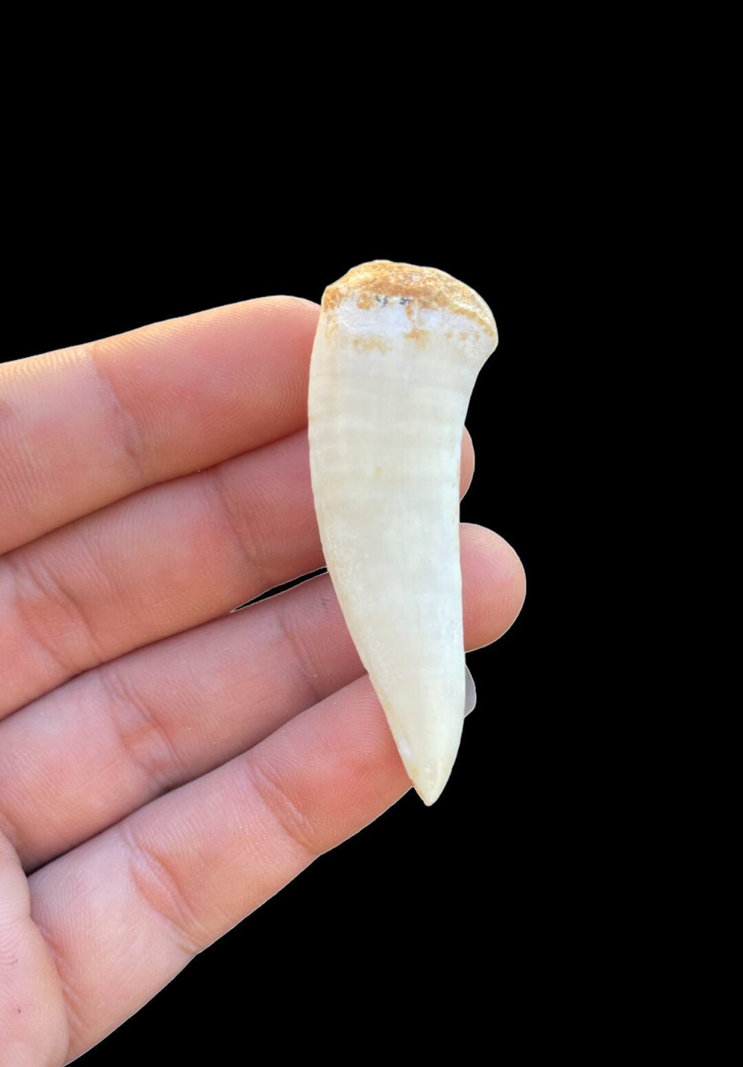 Enchodus Teeth - "sabre" Toothed Fish - Lot of 3 Ones, Fish Fossils ...