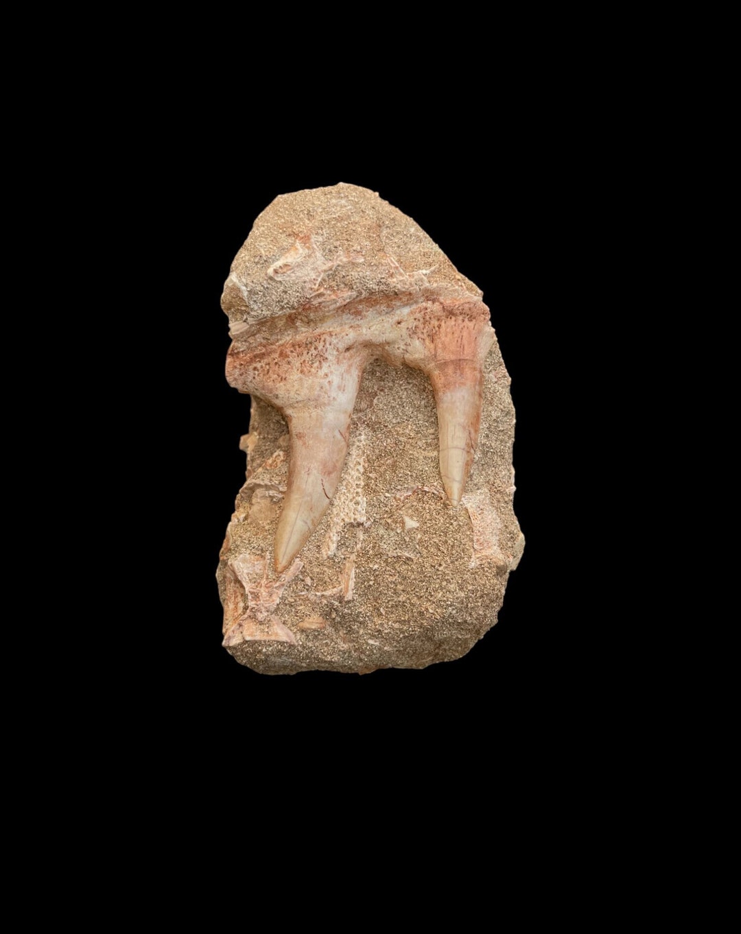 Prehistoric Treasure: Top Quality Rooted Enchodus Tooth for Collectors ...