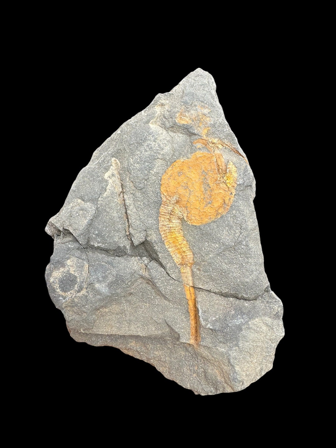 Rare Carpoids (dendrocystites?) Fossils - El Kaid Rami, Morocco ...