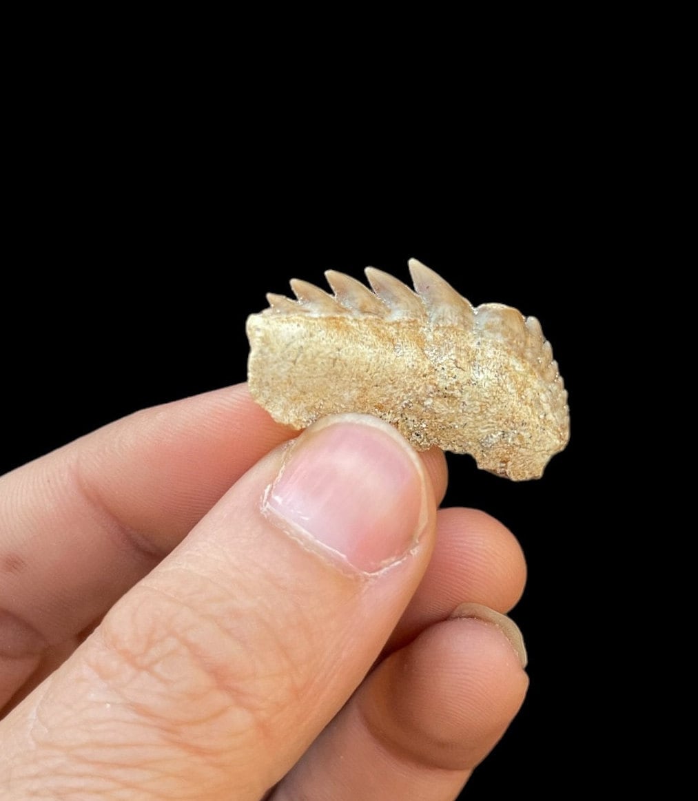 Awesome Notidanodon Loozi Cow Shark Tooth Fossil Great - Etsy