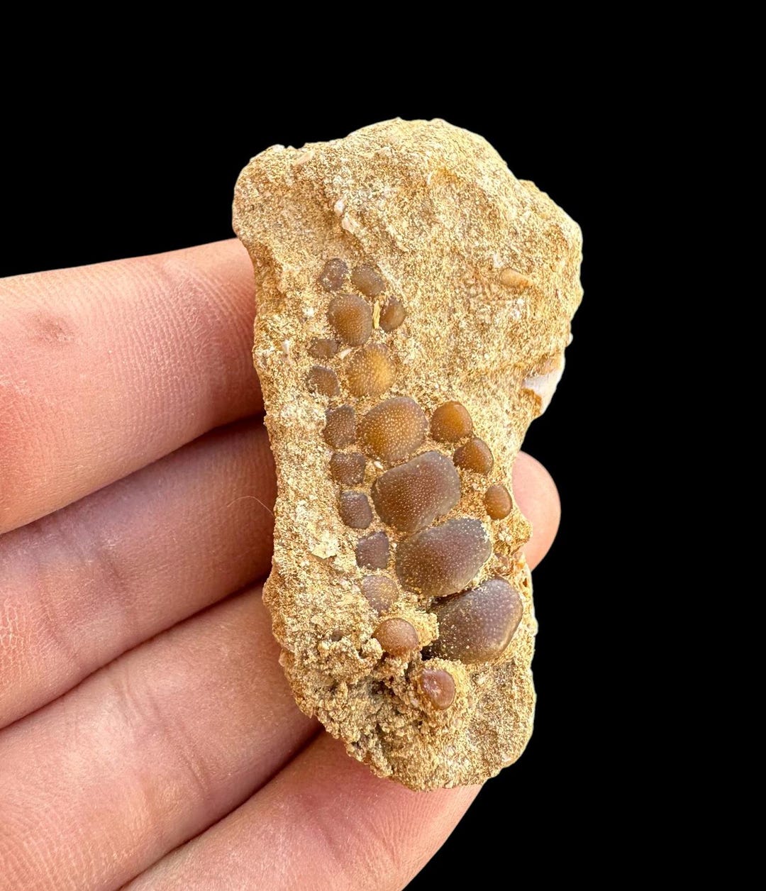 Sweet Pycnodus Sp. Fossil Fish Mouthplate - Cretaceous Fish Fossil ...