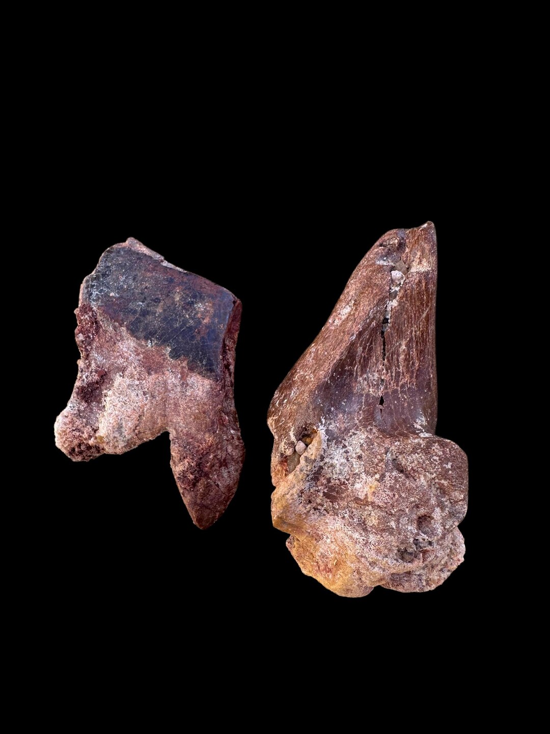 Pair of Unidentified Dinosaur Bones – Authentic Fossils From Kem Kem ...