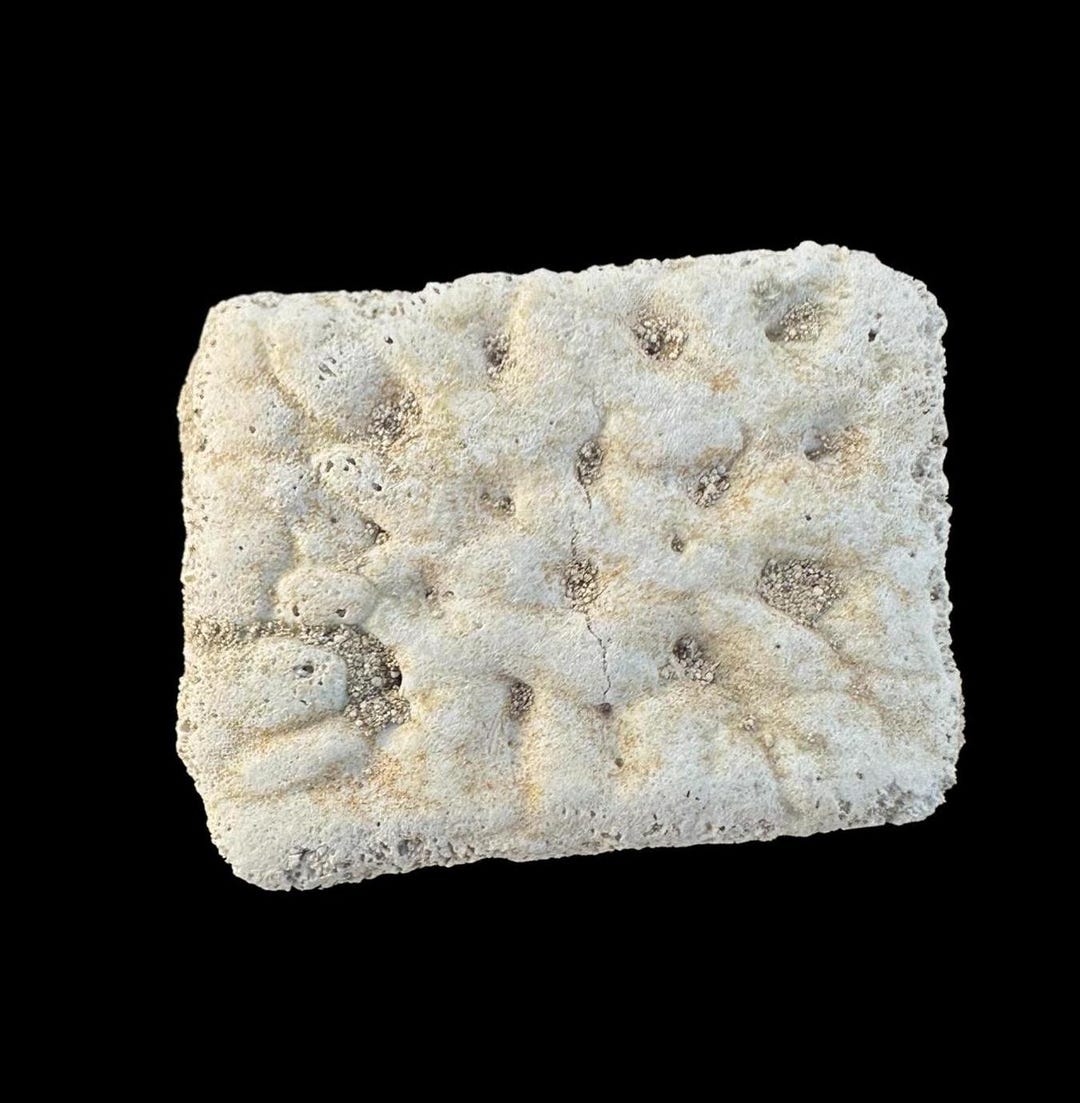 Well-preserved CROCODILE DERMAL PLATE Fossil–upper Cretaceous Specimen ...