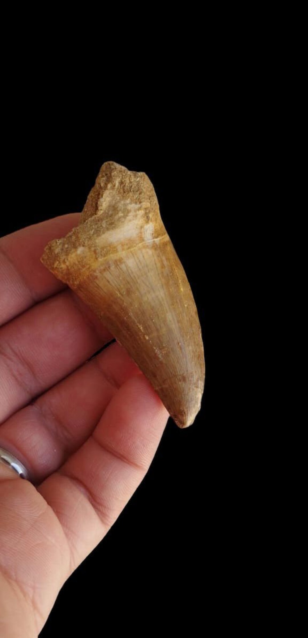 Awesome Quality TYLOSAURUS TOOTH Fossils Teeth Mosasaurus - Etsy