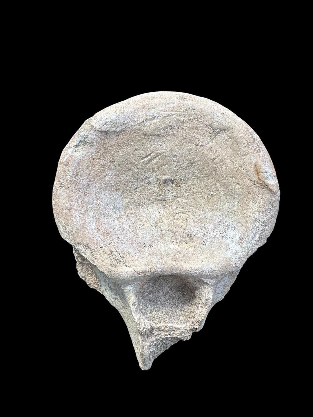 Awesome Vertebrae Fossil - Prehistoric Marine Reptile - Big Dinosaur ...