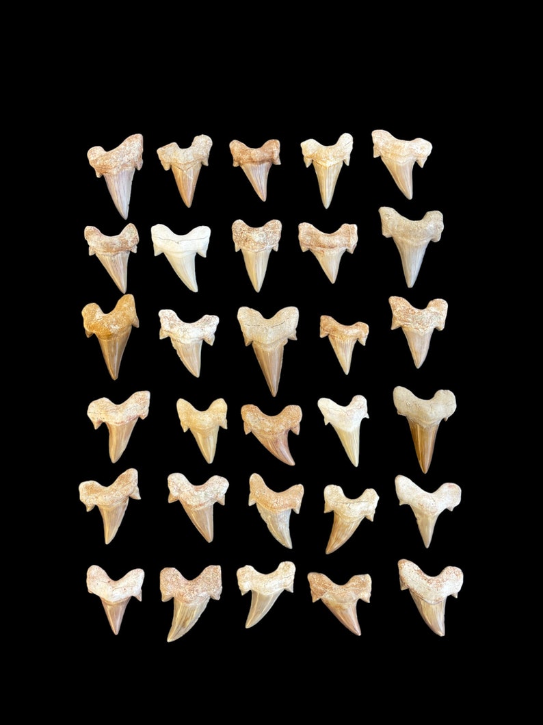 Awesome Collection of 30 Otodus Obliquus Shark Teeth Bulk - Etsy