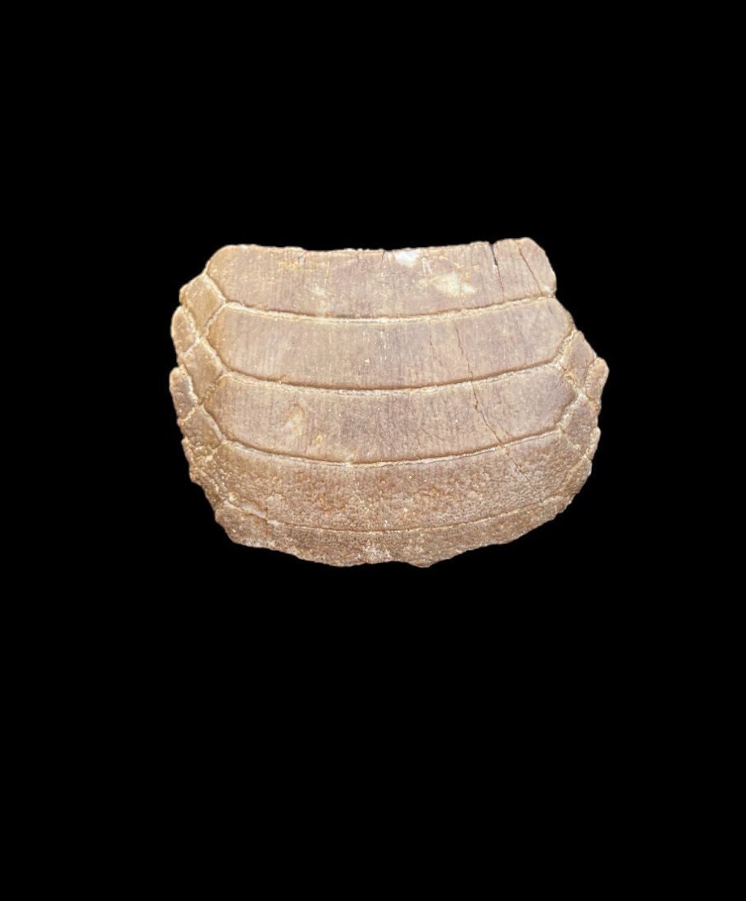 Great Quality Myliobatis Stingray Fossil A Rare and Unique Piece for ...