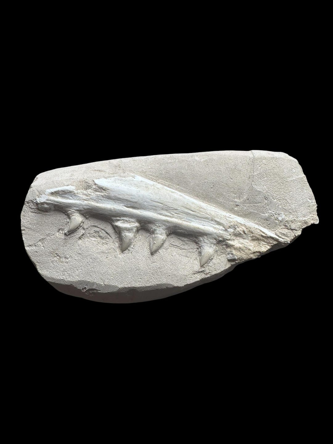 Great Mosasaur Jaw Specimen From Morocco, Partial Mosasaurs Skull Dino ...