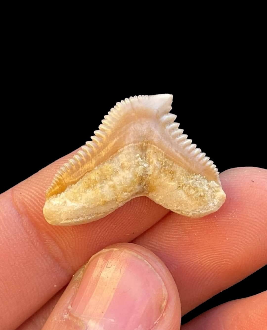 Nicely Preserved Fossil Shark Tooth From an Prehistoric Tiger Shark ...