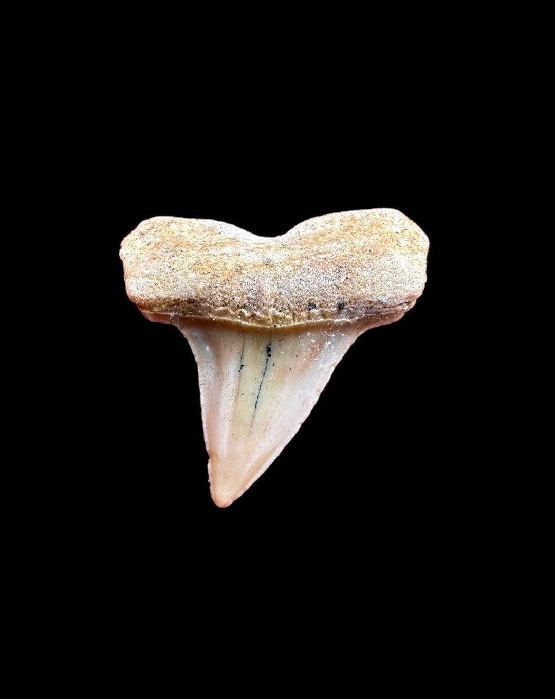Extra Rare Macrorhizodus Falcatus Shark Tooth From Dakhla Morocco - Etsy