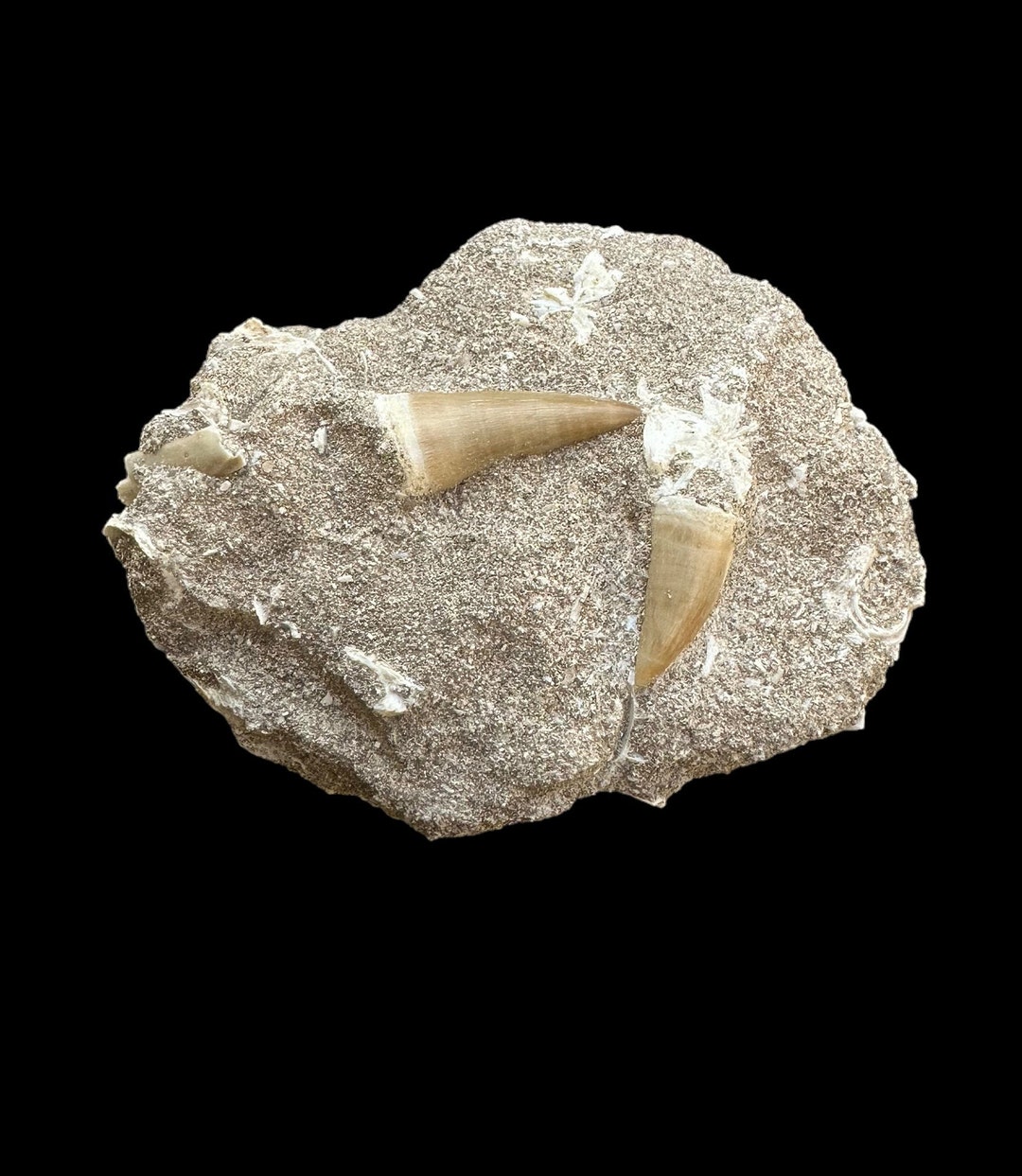 A Pair of Mosasaurus Teeth in Matrix, Dinosaur Tooth, Cretaceous Age - Etsy