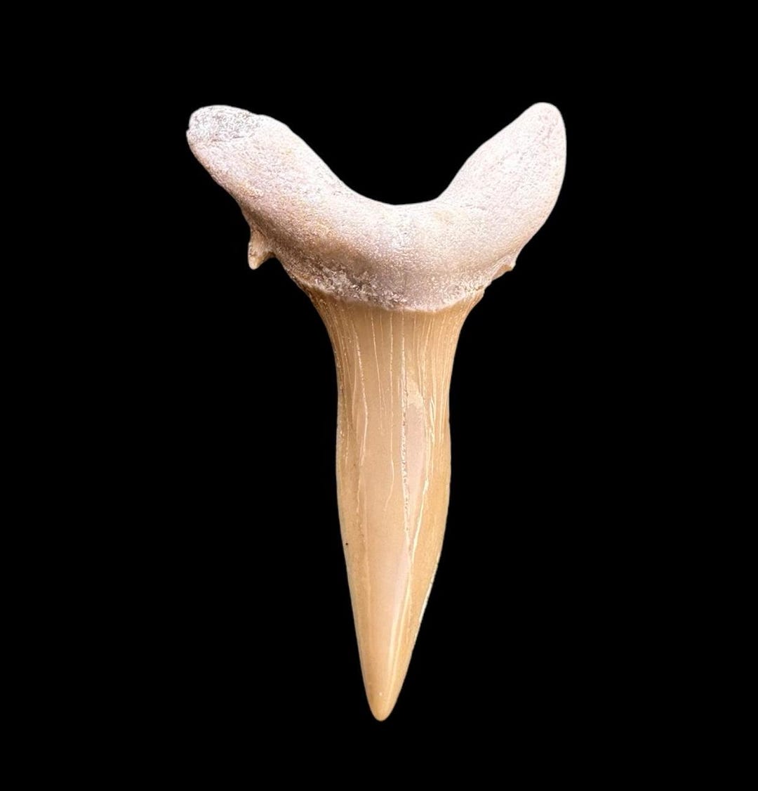 Fossilized Goblin Shark Tooth - Cretaceous Era - Morocco- Rare Goblin ...