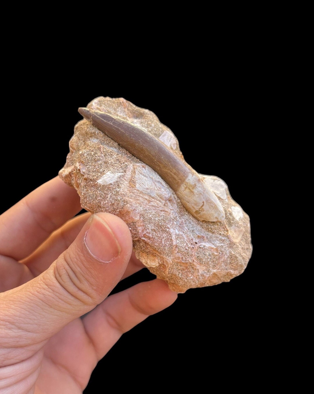 Great Plesiosaurus Tooth zarafasaura Oceanis Upper Cretaceous Age ...