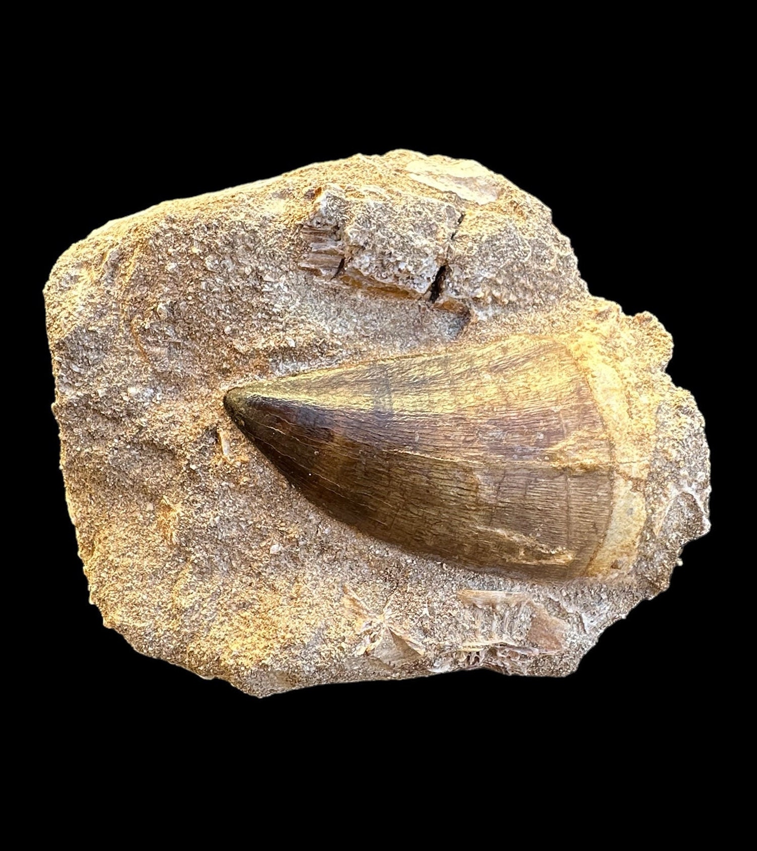 A Beautiful Mosasaurus Tooth in Matrix From Morocco, Fossilized Dino ...