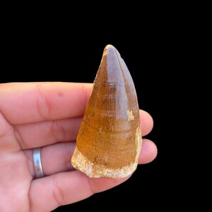 Great Mosasaur Tooth Large Marine Dinosaur Mosasaurs Real Fossil From ...