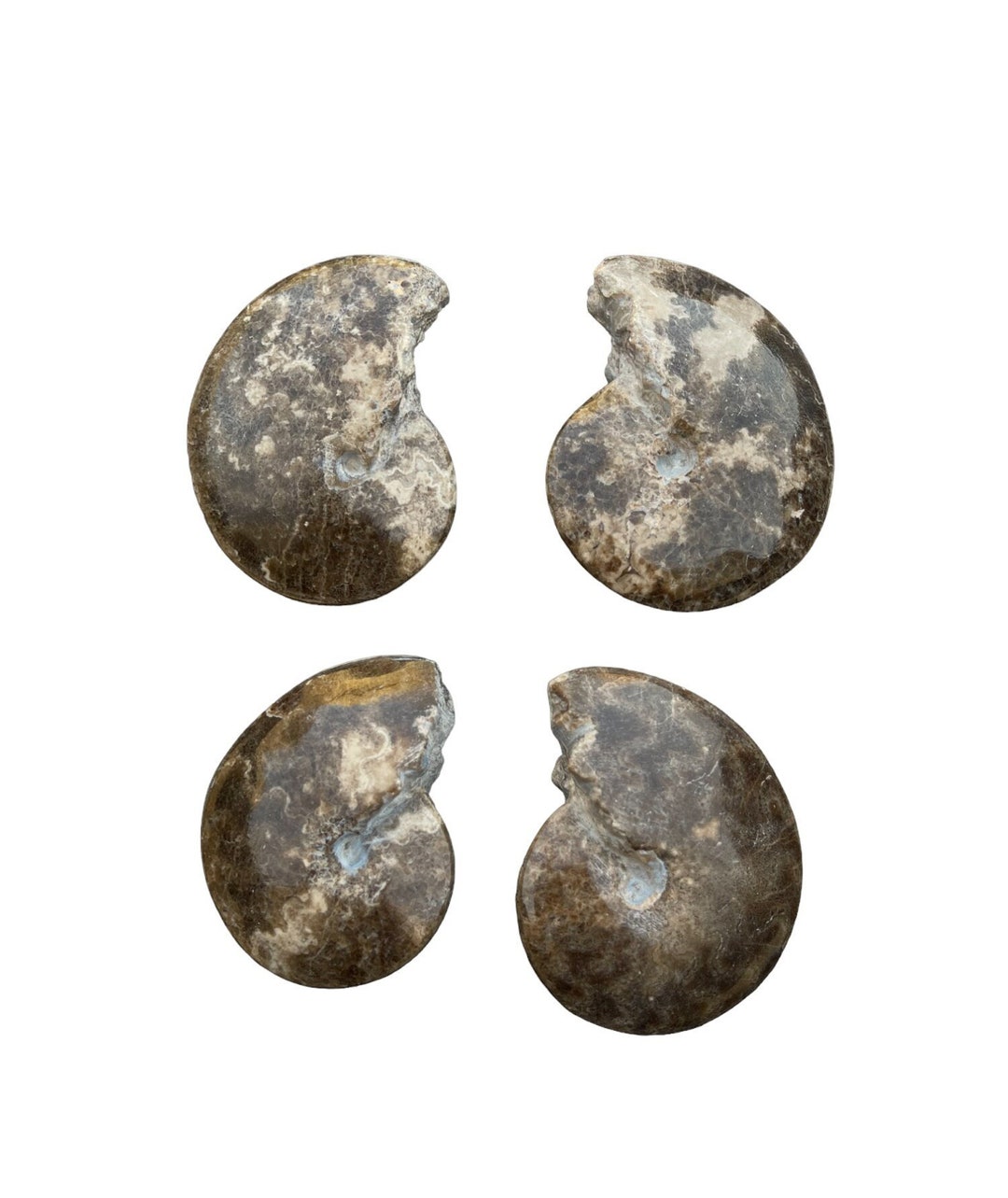 Set of FOUR Luxurious and Spiritual: Polished Ammonite for Positive ...