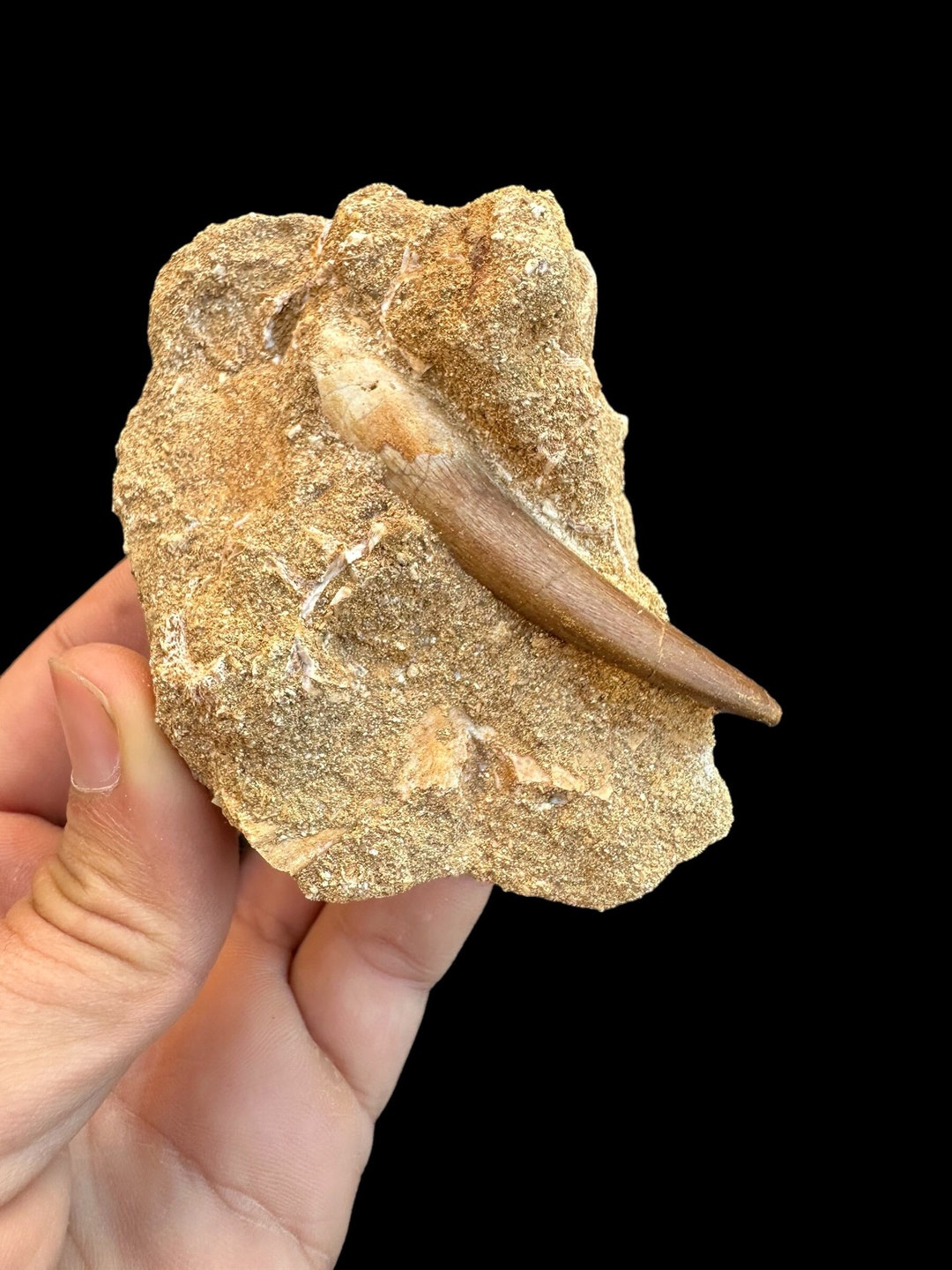 Museum Quality Natural Plesiosaurus Tooth in Natural Matrix ...