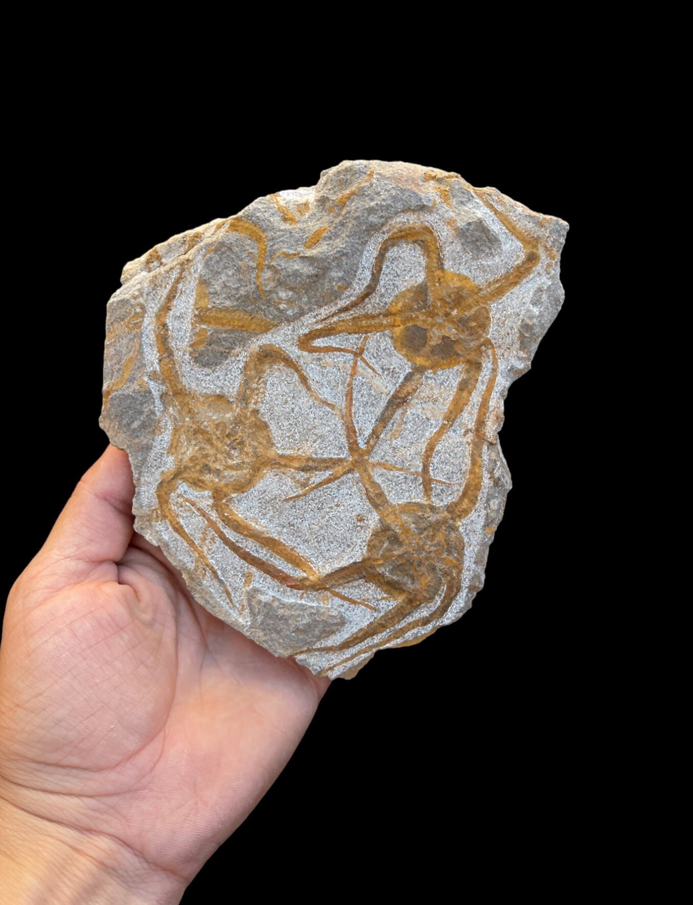 Museum Quality Triple Associated Starfish Treasure: Authentic - Etsy