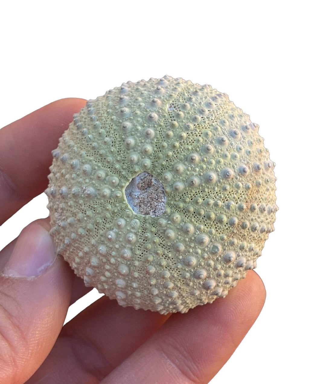 SEA URCHIN Fossil Shell Mineral Echinoid Echinoderm Specimen From ...