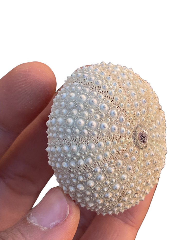 SEA URCHIN Fossil Shell Mineral Echinoid Echinoderm Specimen From ...