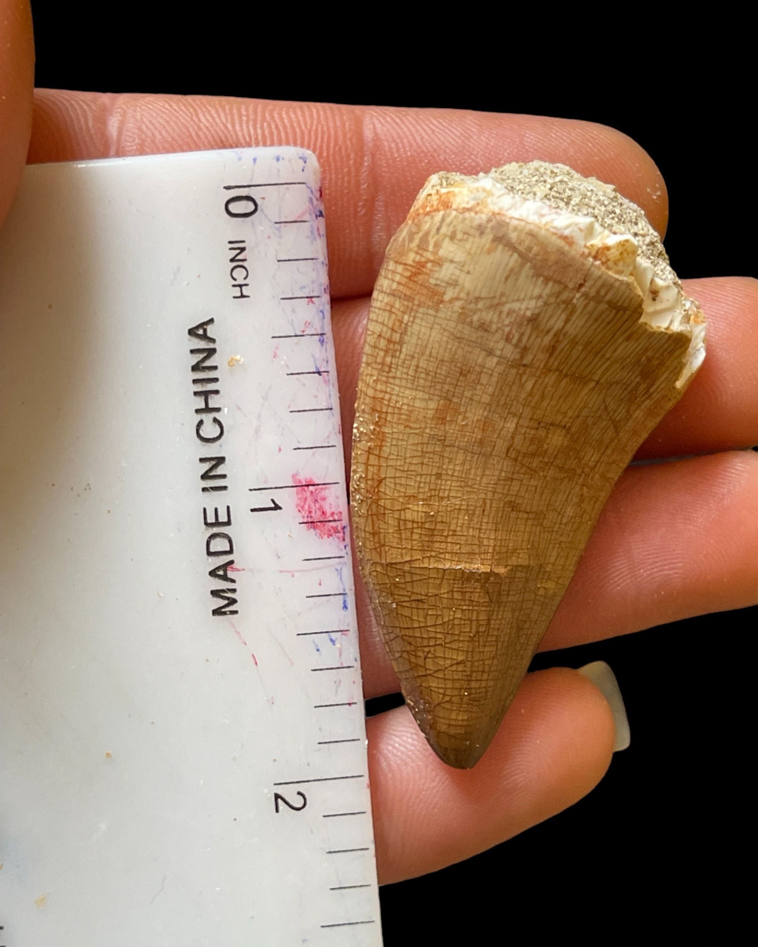 Rare Quality TYLOSAURUS TEETH Fossils Teeth Mosasaurus - Etsy