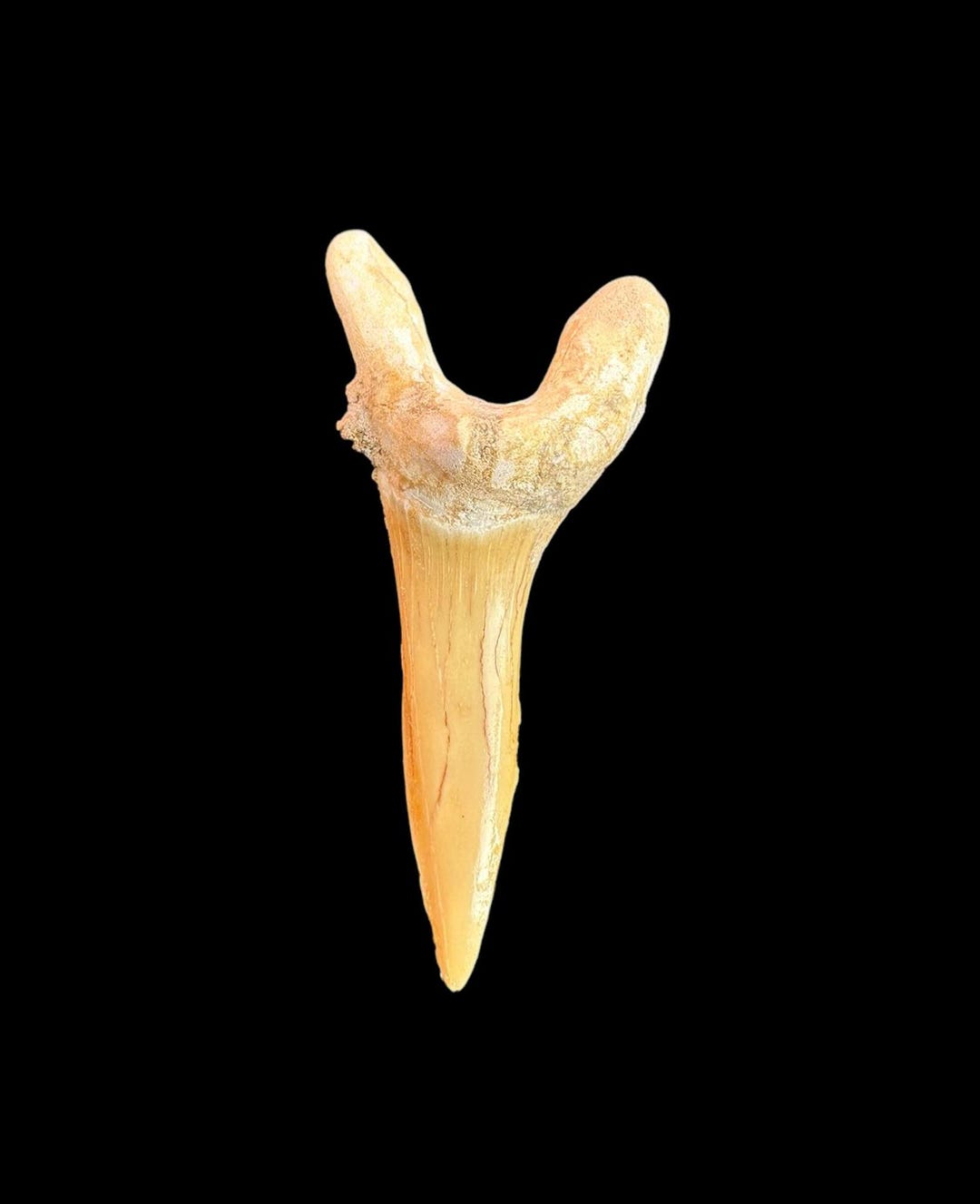 Nice Goblin Shark Tooth Fossil - Stunning Mitsukurina Find - Cretaceous ...