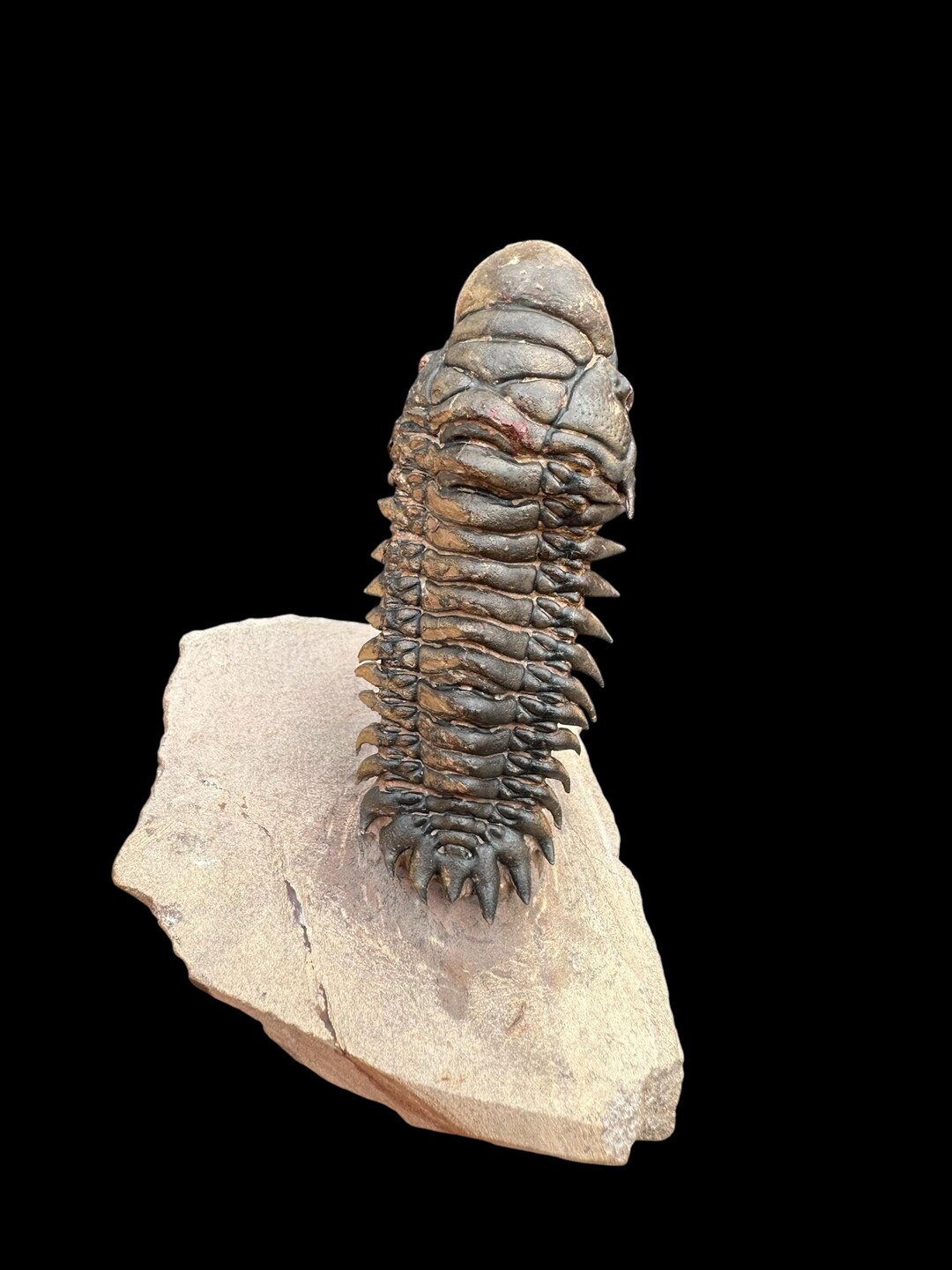 Gorgeous Flying Trilobite Fossil From Morocco: A Piece of Natural ...