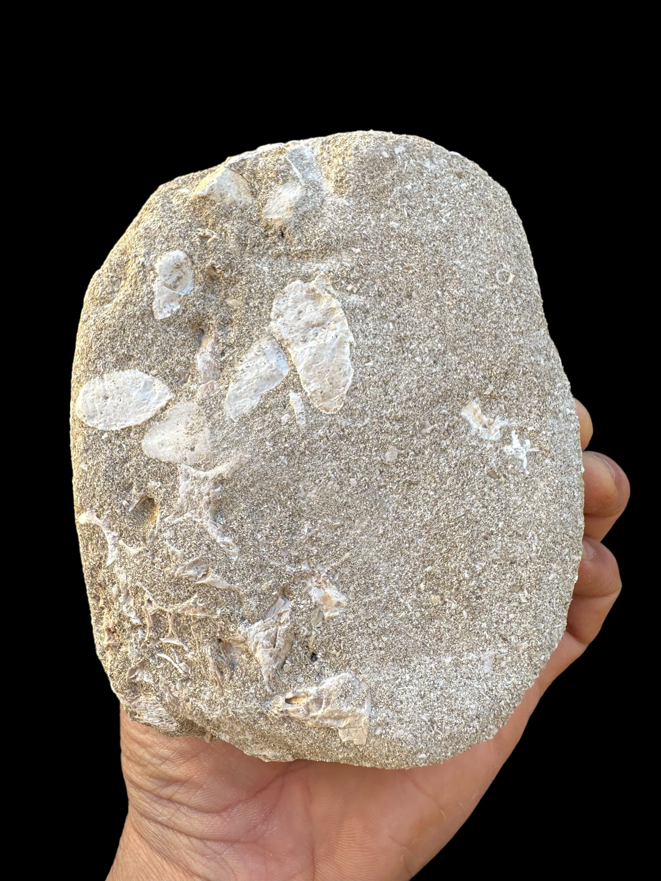 Two Associated Mosasaurus Teeth in Matrix Associated Teeth of - Etsy