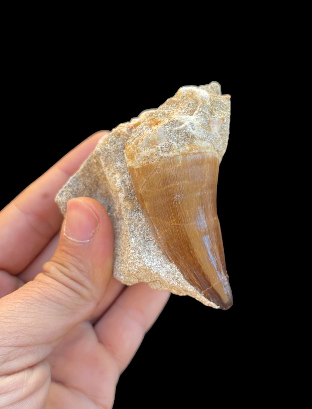 Top Quality Mosasaurus Tooth in Its Root From Morocco, Big Reptile ...