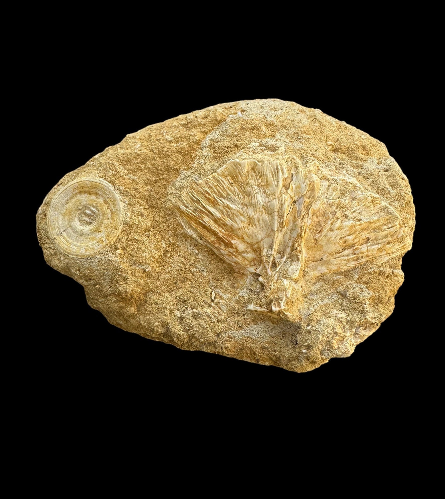 2.9 Fossil Fish enchodus Hypural Bone in Matrix tailbone From ...