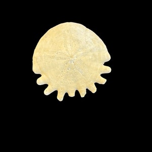Extra Rare Ancient Oceanic Beauty With a Rare Heliophora Sea Urchin ...