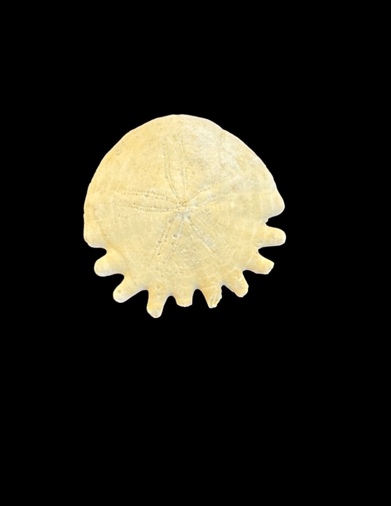 Extra Rare Ancient Oceanic Beauty With a Rare Heliophora Sea Urchin ...