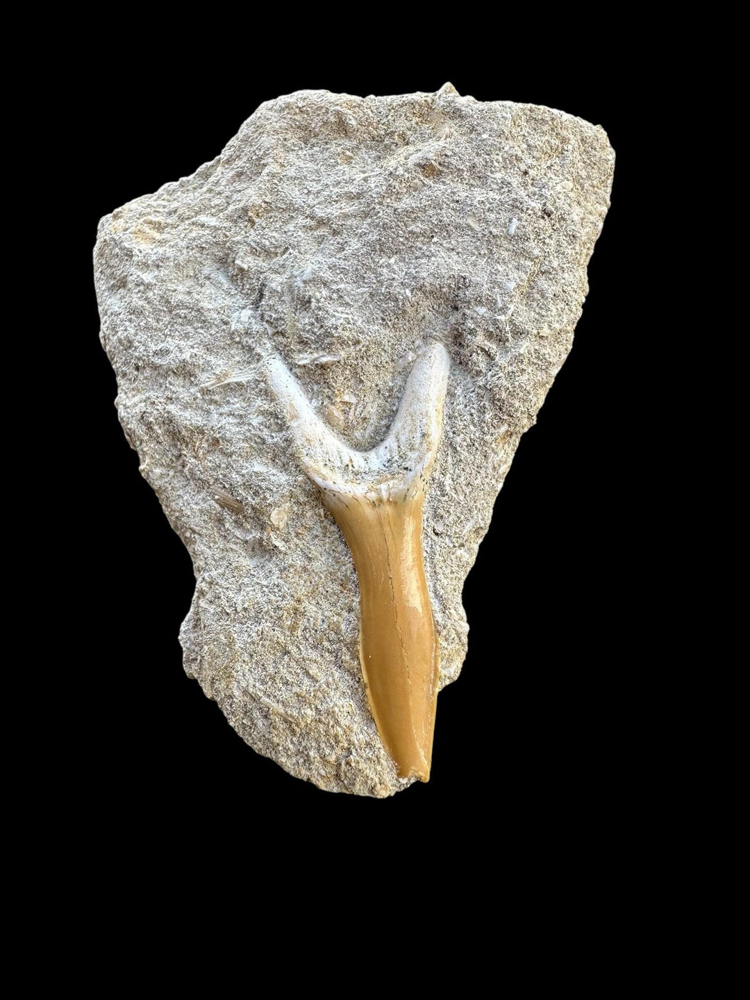 Marine Fossil Goblin Shark mitsukurina Tooth From Morocco Cretaceous ...