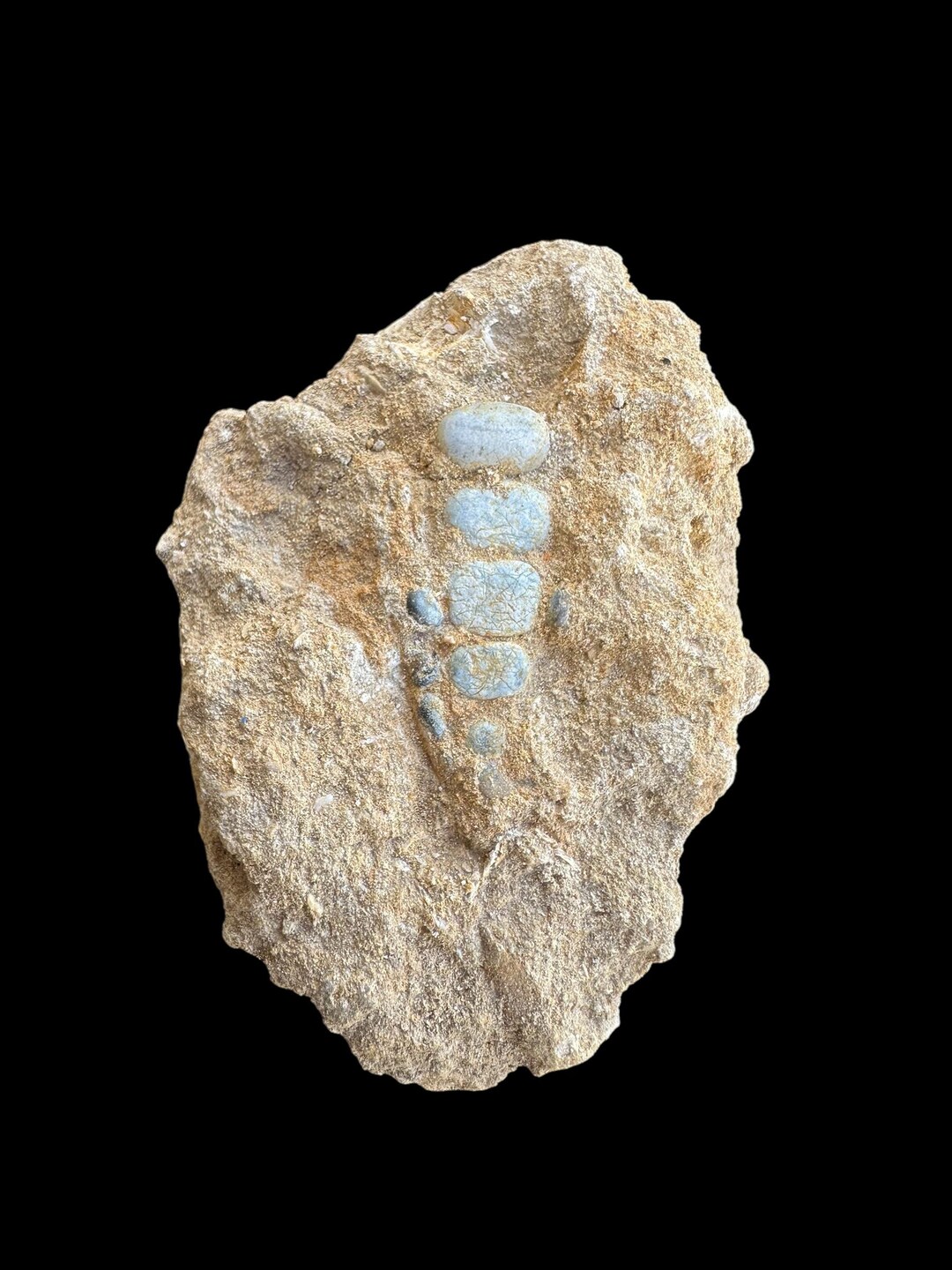 Nice Pycnodus Sp. Fossil Fish Mouthplate - Cretaceous Fish Fossil ...