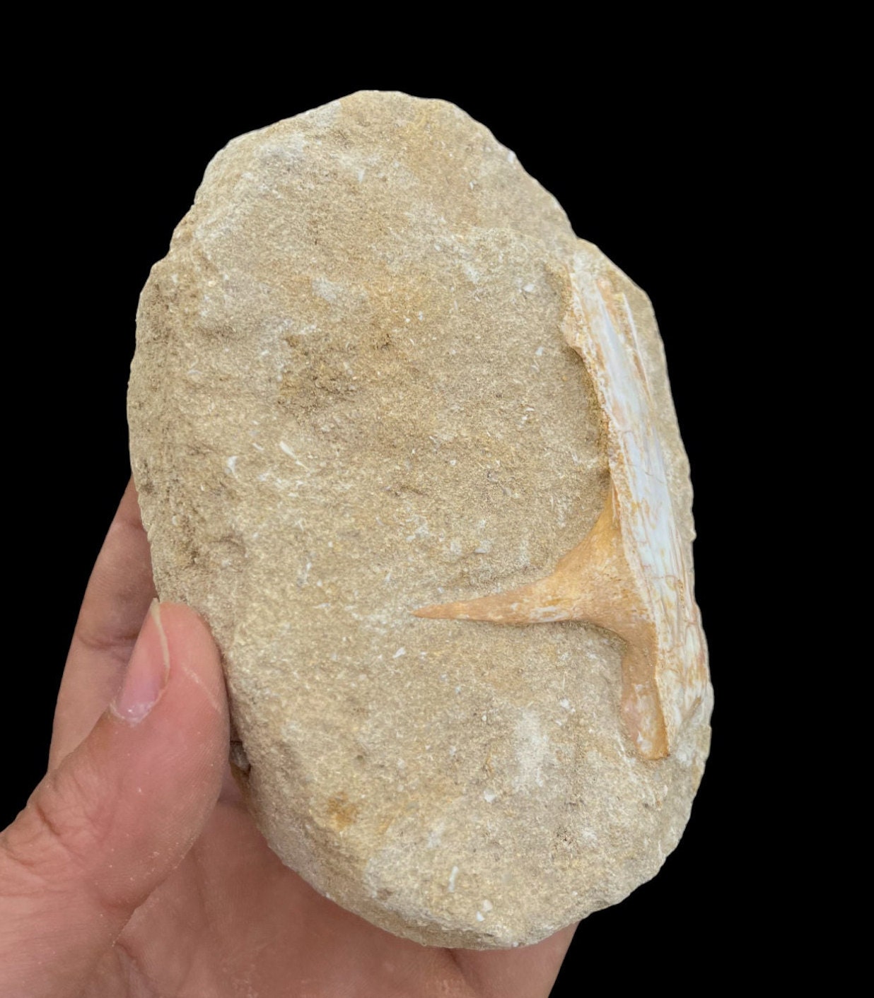 Enchodus Tooth Fossil A Piece of History to Own and Cherish - Etsy