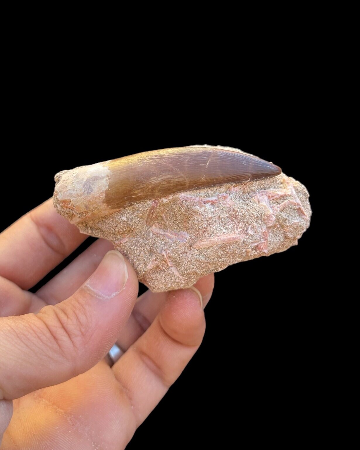 Top Quality Plesiosaurus Tooth zarafasaura Oceanis Upper Cretaceous Age ...