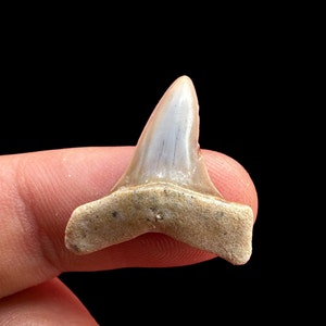 Great Macrorhizodus Falcatus Shark Tooth From Dakhla Morocco - Etsy