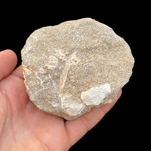 1.9 Fossil Fish enchodus Hypural Bone in Matrix tailbone From ...