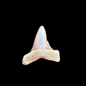 Great Macrorhizodus Falcatus Shark Tooth From Dakhla Morocco - Etsy