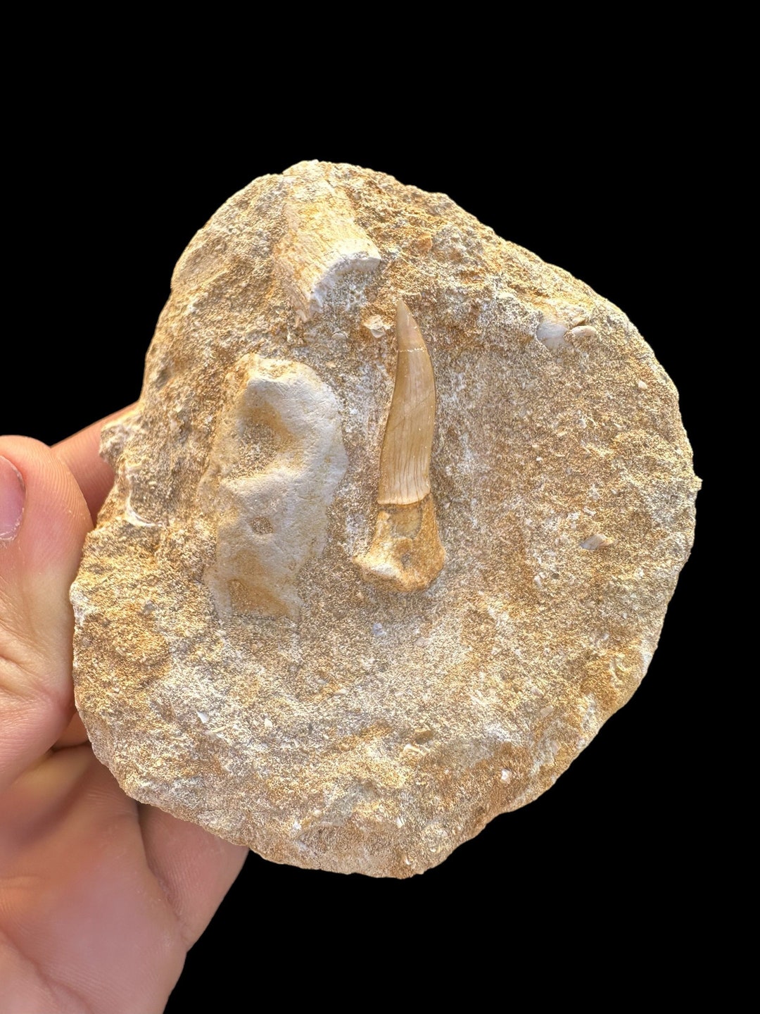 Rare Moroccan Sawfish Tooth Fossil - Embedded in Natural Matrix ...
