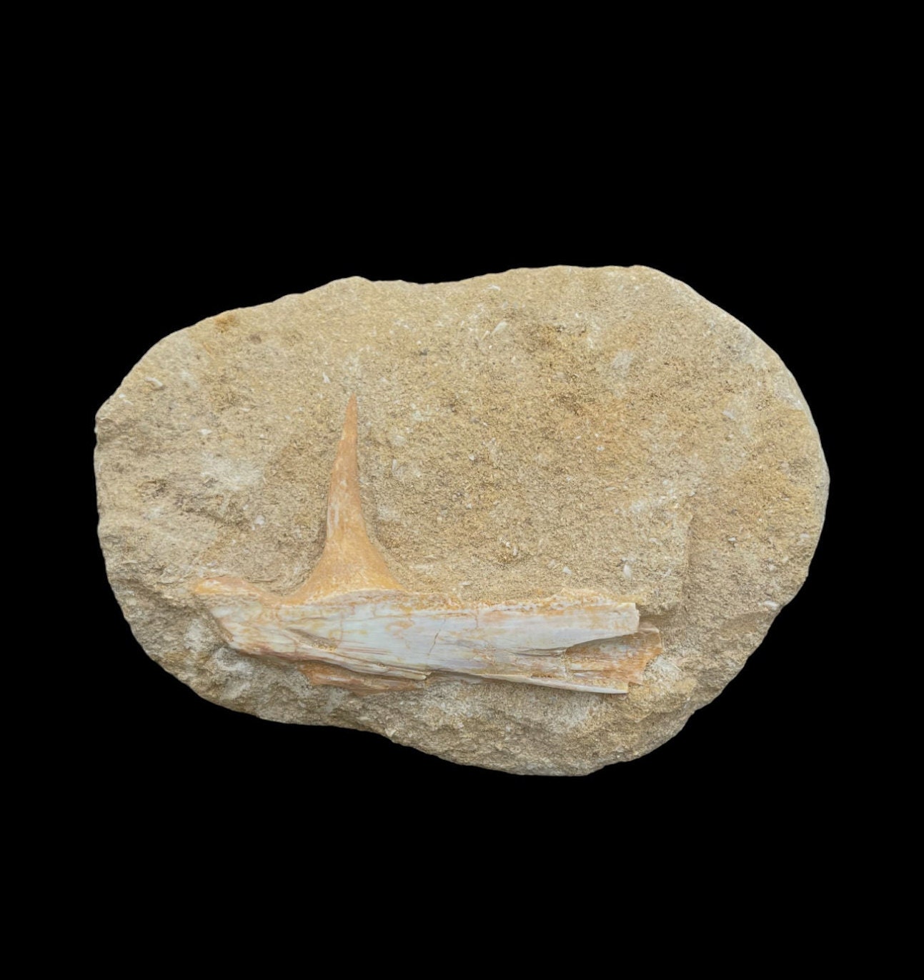 Enchodus Tooth Fossil A Piece of History to Own and Cherish - Etsy