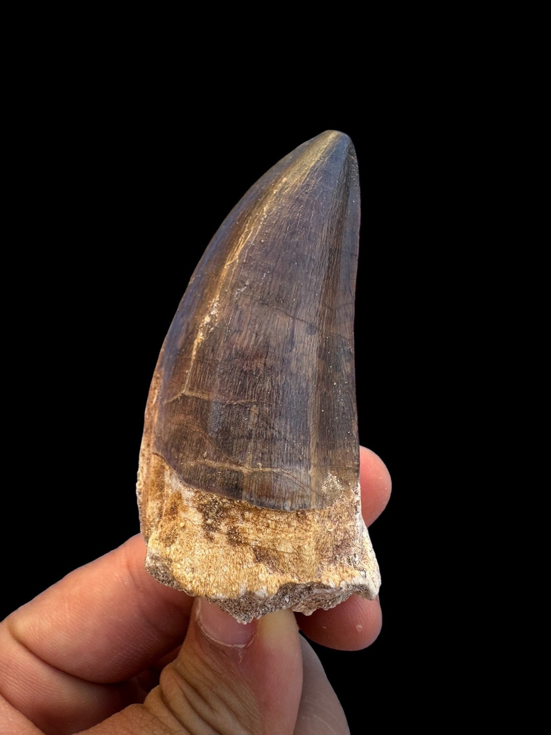 Mosasaurus Tooth Original Fossil From Khouribga, Morocco Cretaceous Era ...