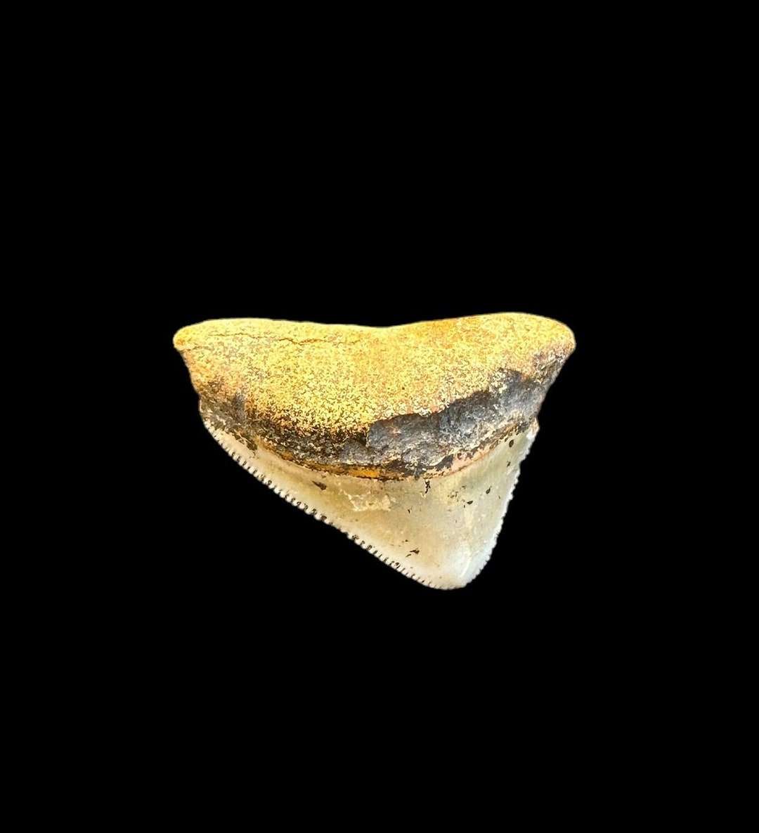 1.77 Inches Great Moroccan Megalodon Shark Tooth - Authentic Fossil ...