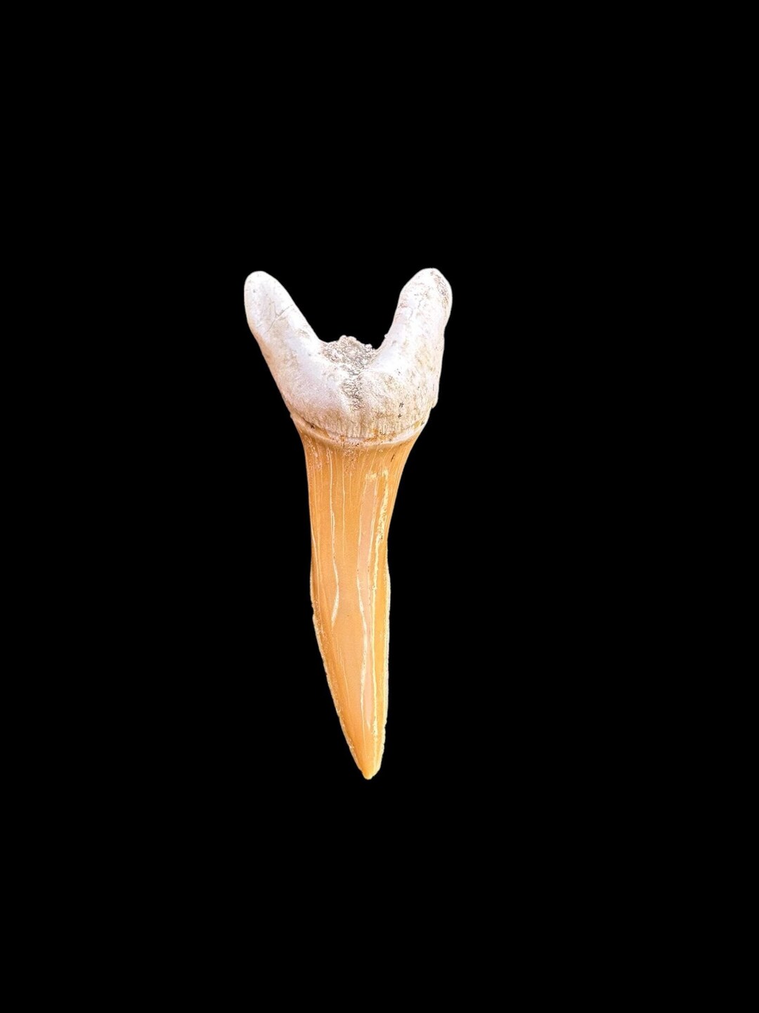 Goblin Shark Relic From the Deep Sea- Collector’s Item- Cretaceous Era ...