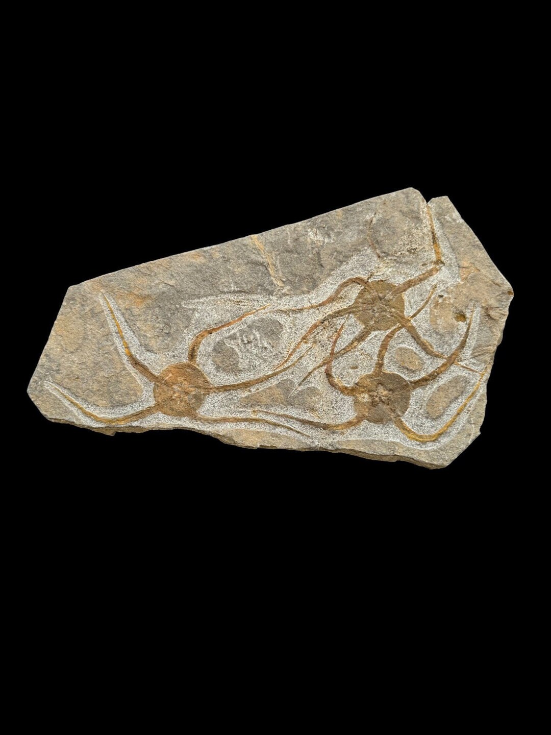 High Quality Triple Associated Starfish Treasure: Authentic (ordovician ...