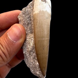 Plesiosaurus Tooth Fossil in Matrix - Beautifully Preserved Specimen ...