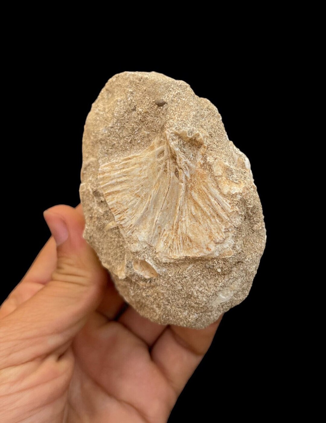 1.9 Fossil Fish enchodus Hypural Bone in Matrix tailbone From ...