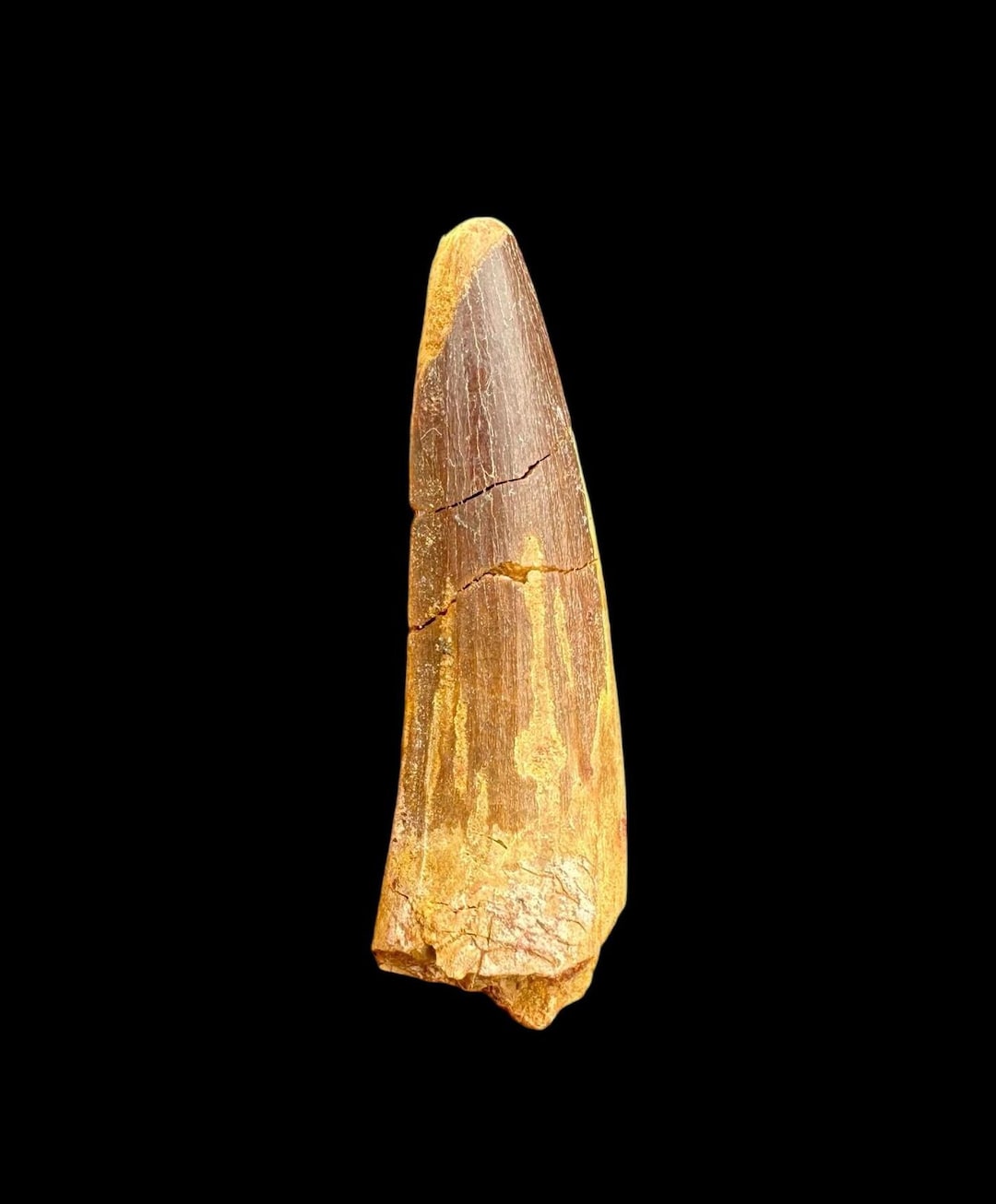 Sweet Spinosaurus Tooth, Cretaceous Dinosaur, 112 to 93.5 Million Years ...